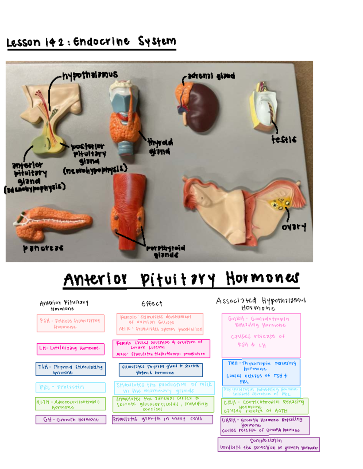 **Lesson 142: Endocrine & Cardiovascular Systems Overview** - Studocu