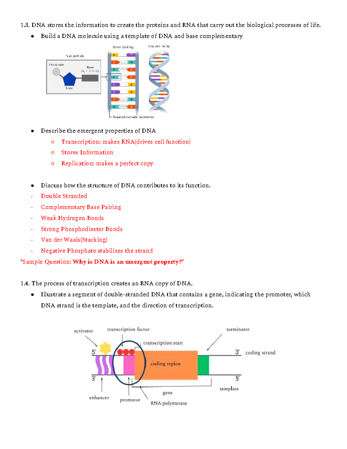 DNA and RNA: Structure, Function, and Transcription Processes (BIO101 ...