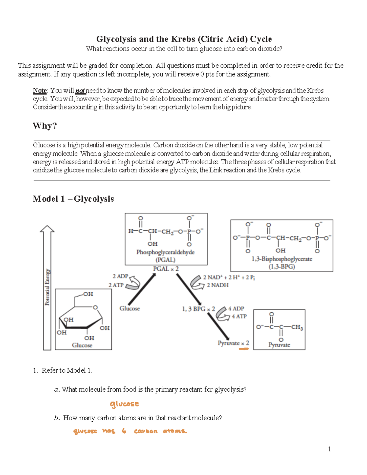 BIO181 - Glycolysis and Krebs Cycle Worksheet Analysis - Studocu