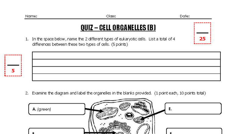 QUIZ - Cell Organelles (B) Overview and Key Concepts - Studocu