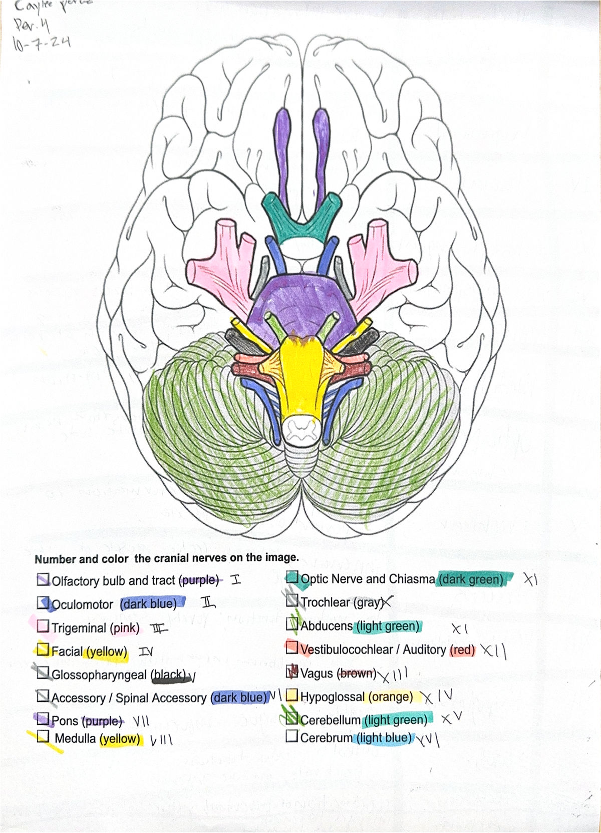 Cranial Nerves Coloring Guide for Anatomy - Per 4 Assignment 2 - Studocu