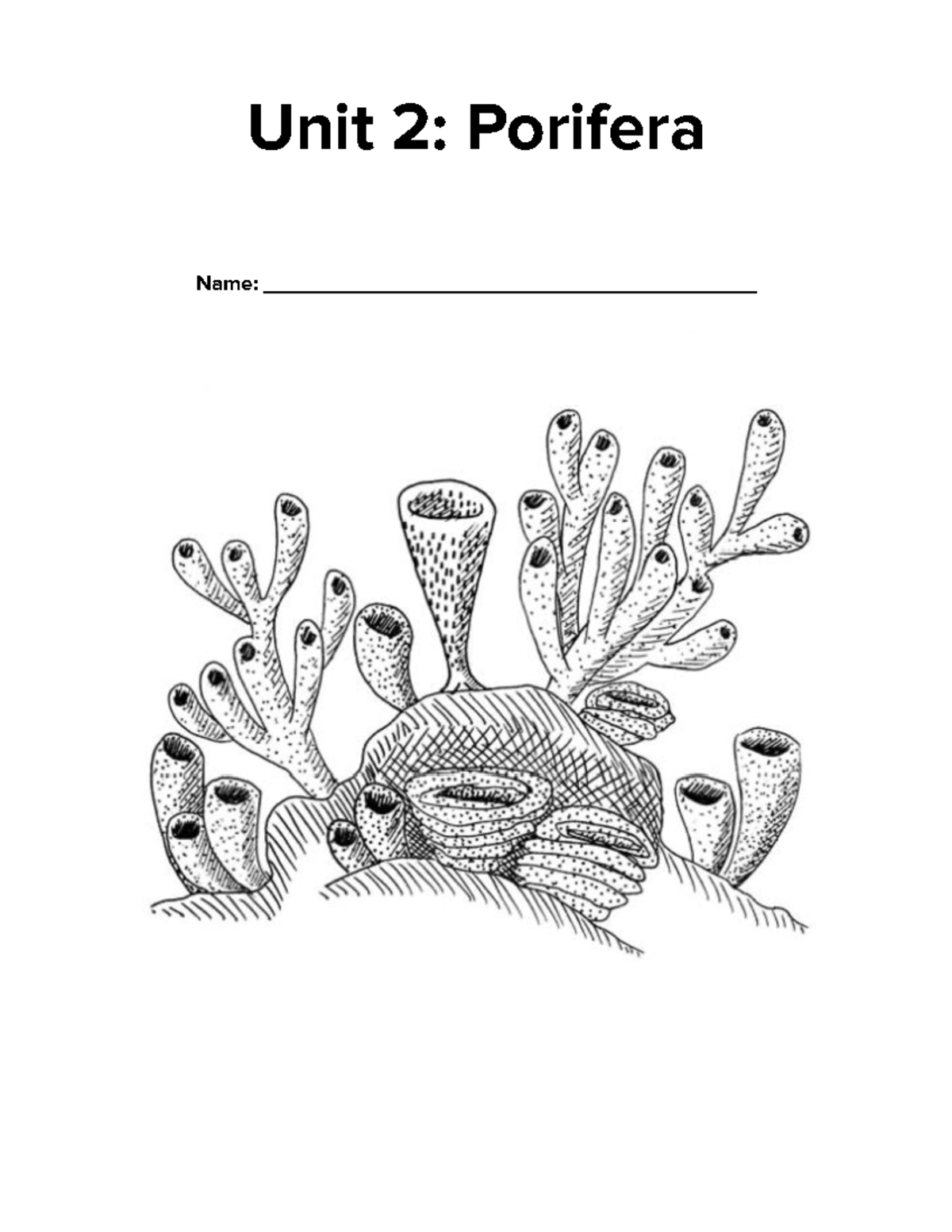 Unit 2: Porifera Bellwork & Notes on Sponge Biology - Studocu