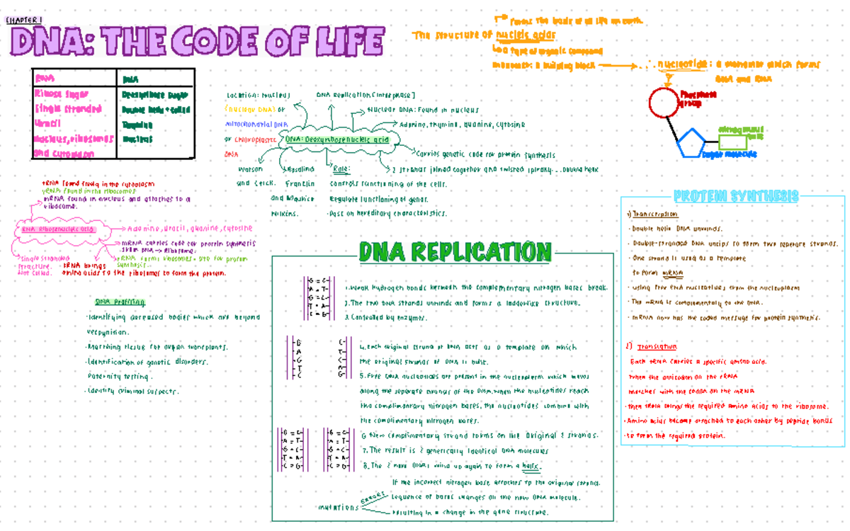 Life Science Cheat Sheet: Key Concepts on DNA, RNA, and Meiosis - Studocu