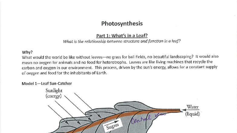 Photosynthesis Study Guide: Structure and Function of Leaves (BIO101 ...