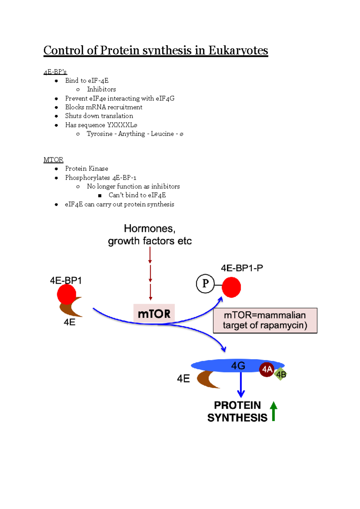 Lecture 15 : Control of Protein synthesis in Eukaryotes - Control of ...