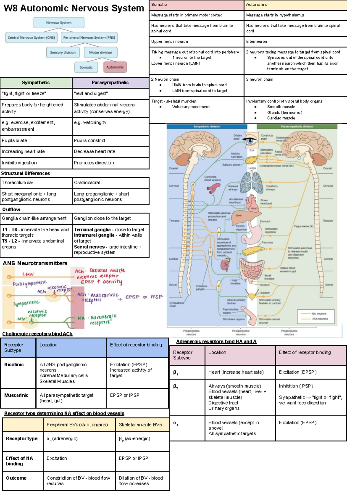 BMS1052 Final Exam Summary: Autonomic Nervous System Insights - Studocu