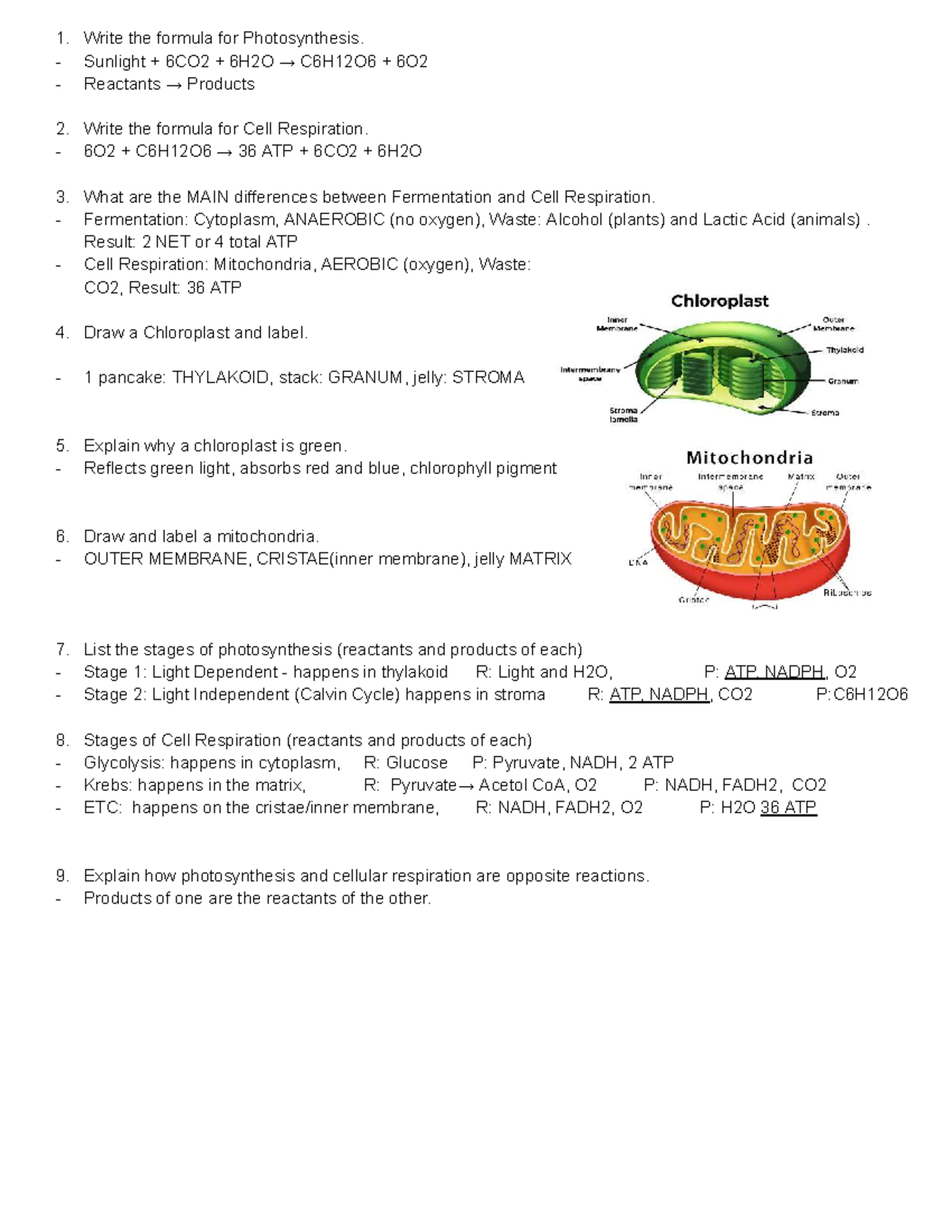 Guided Review: Photosynthesis & Cellular Respiration (Biology 101 ...