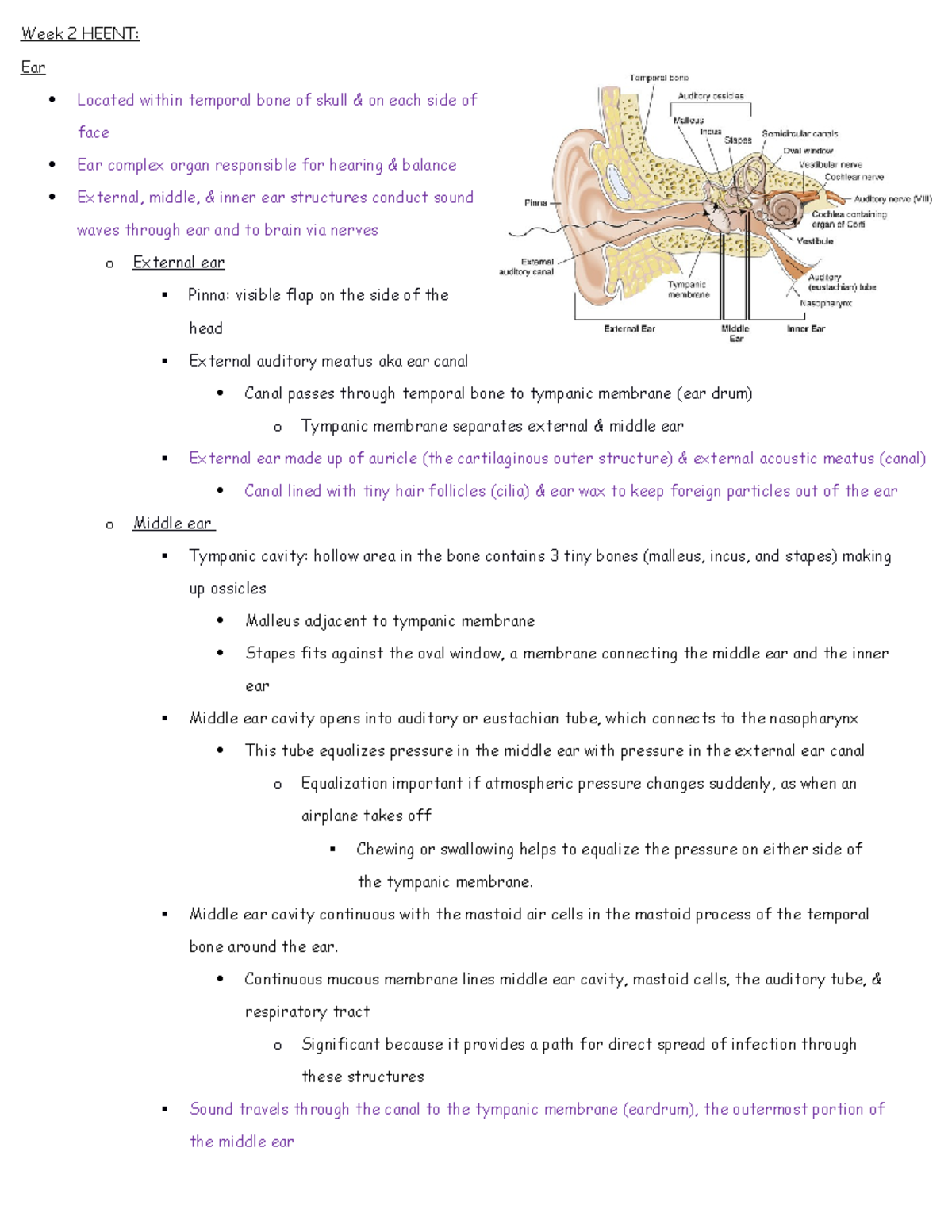 Study Guide Exam 1 - Week 2 HEENT: Ear Located within temporal bone of ...