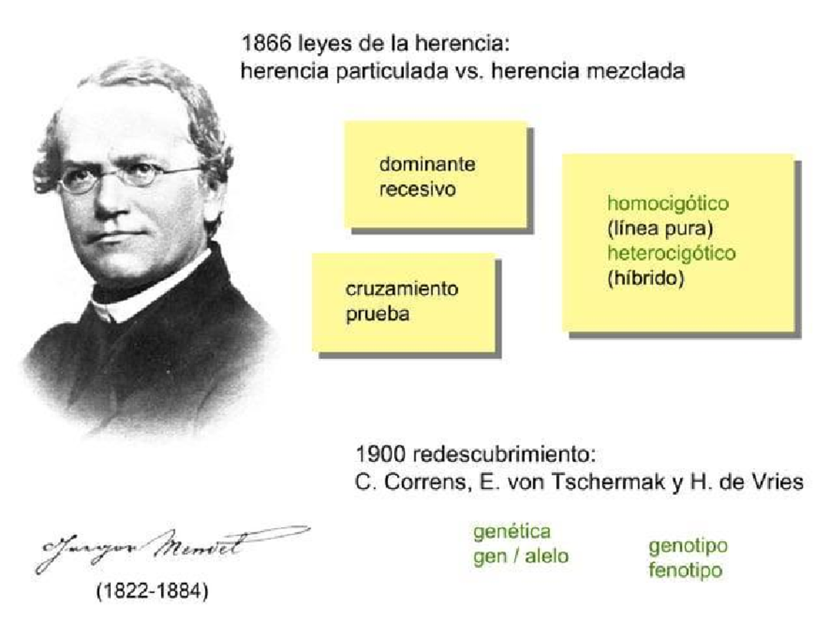 Leyes de Mendel: Herencia y Cruces Genéticos (1866) - Studocu