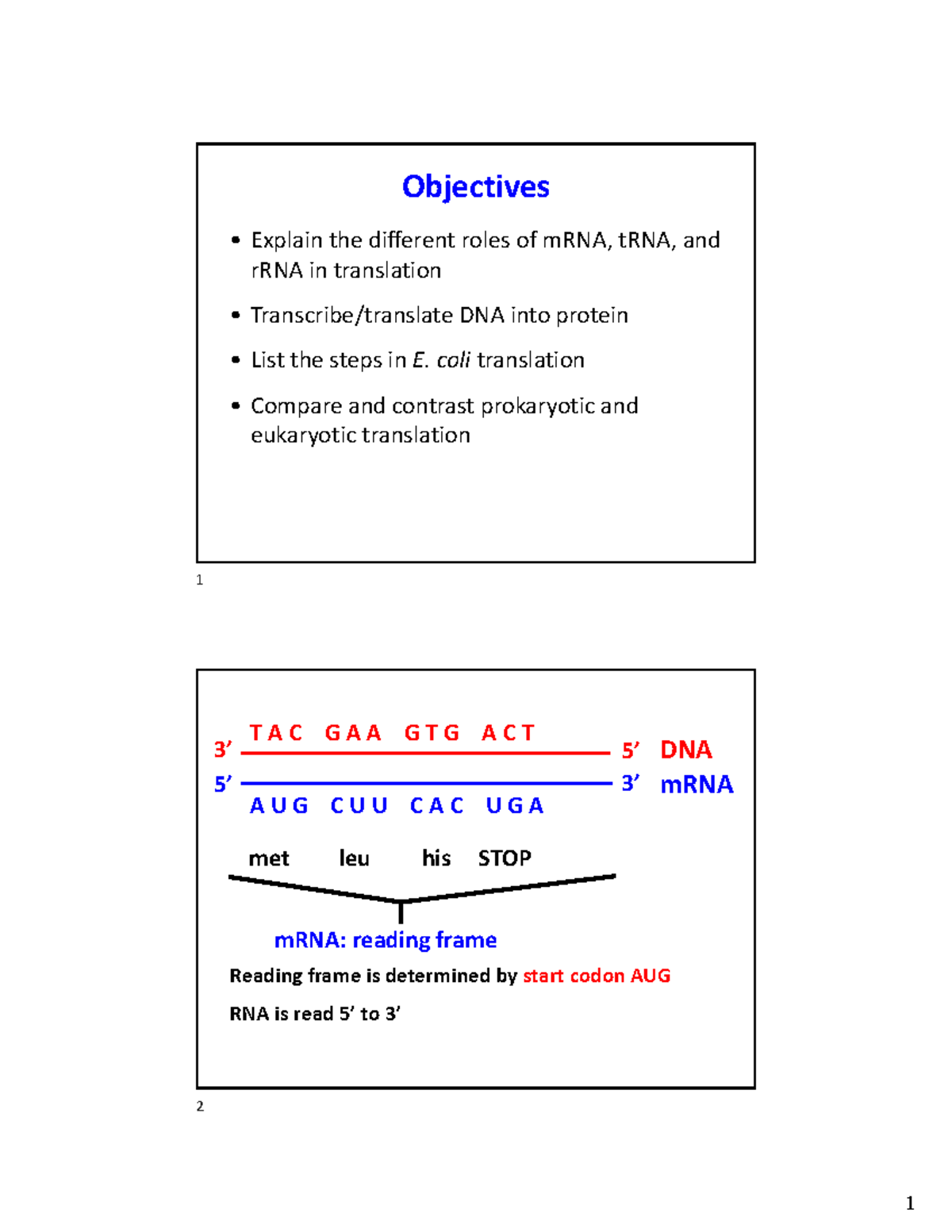 F25 Lecture Notes: mRNA, tRNA, rRNA Roles in Translation - Studocu