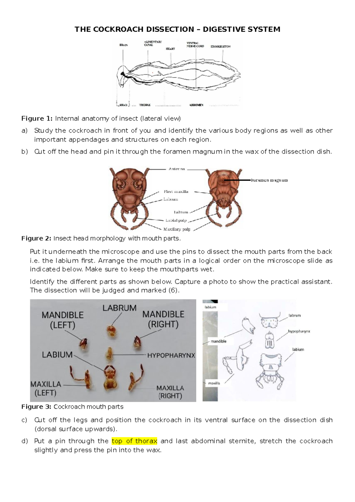 Cockroach Dissection: Digestive System Study Guide - Studocu