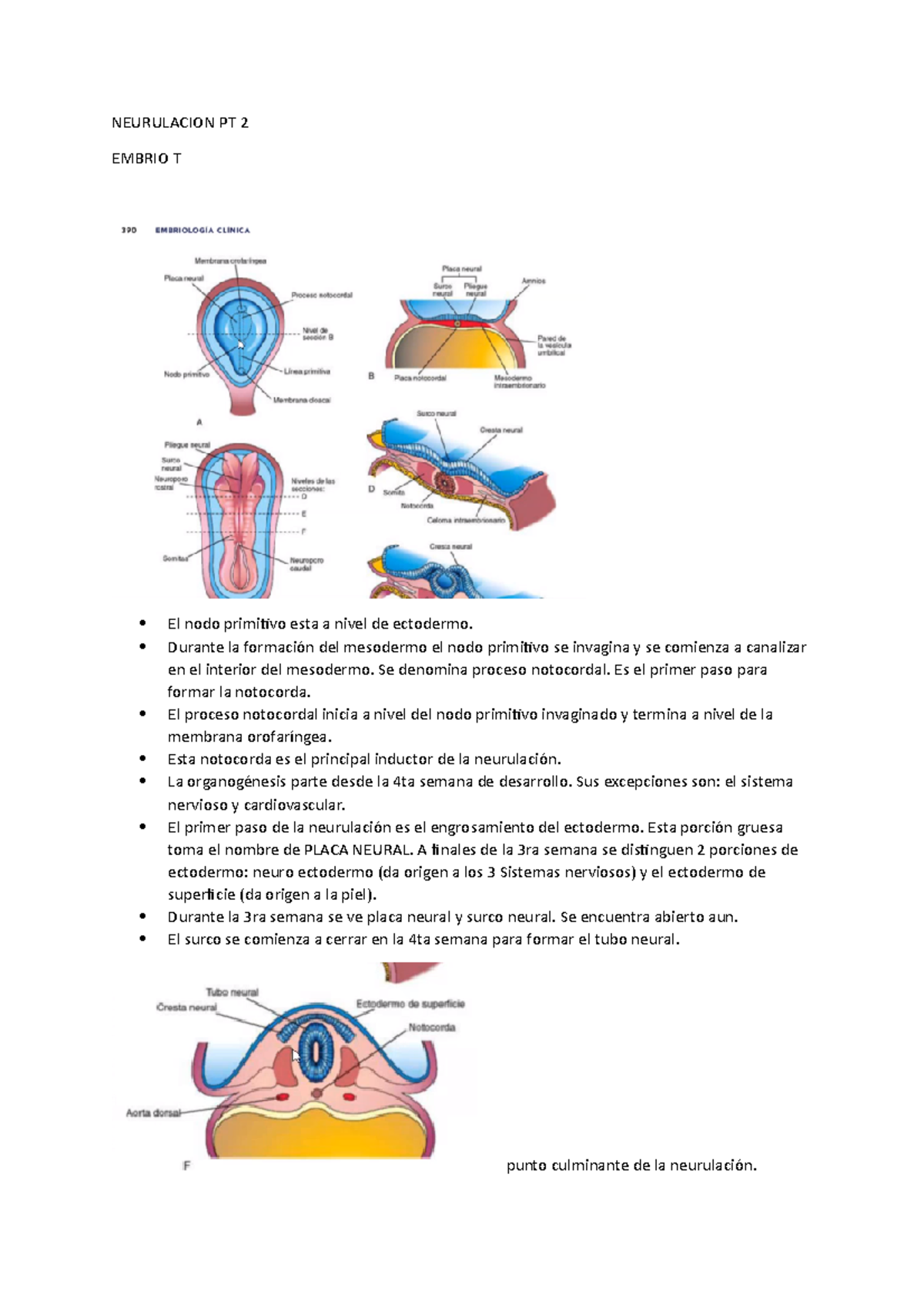Neurulacion PT 2 - resumen - Embriologia Básica - NEURULACION PT 2 ...