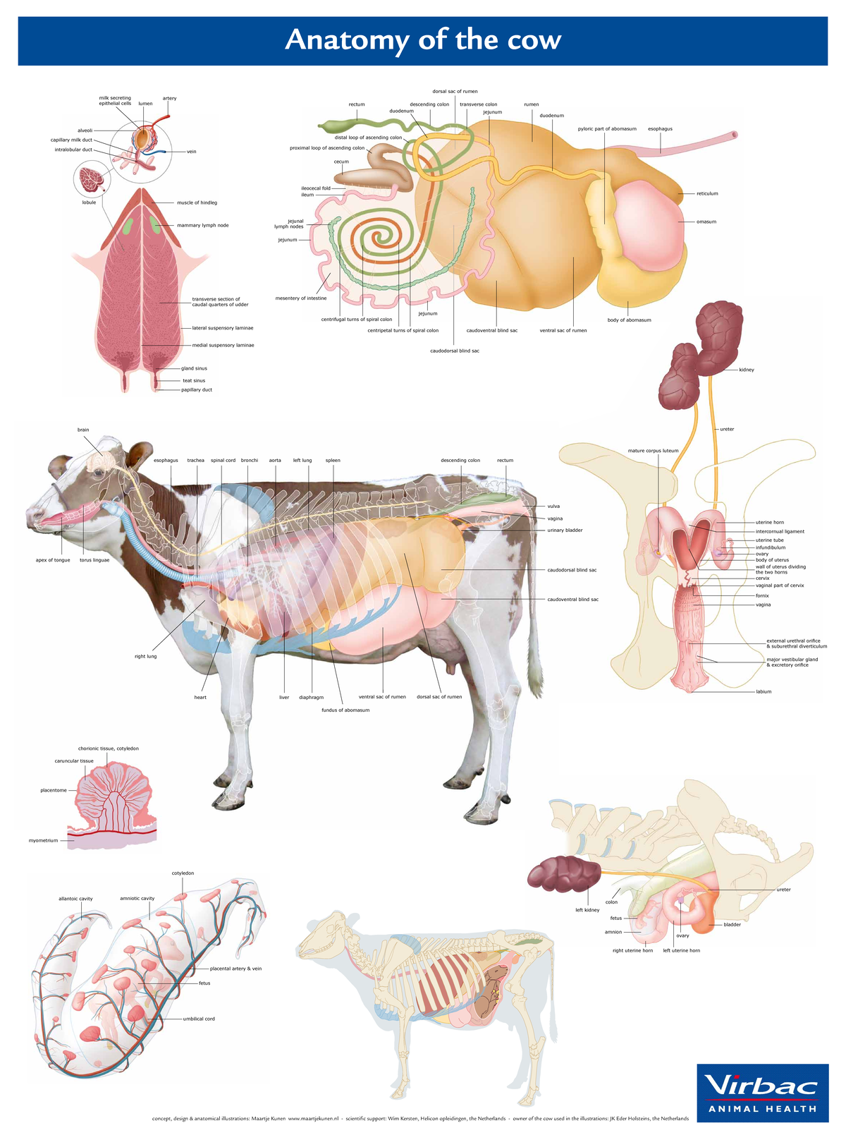 Anatomy of the Cow: Detailed Overview of Anatomical Structures ...