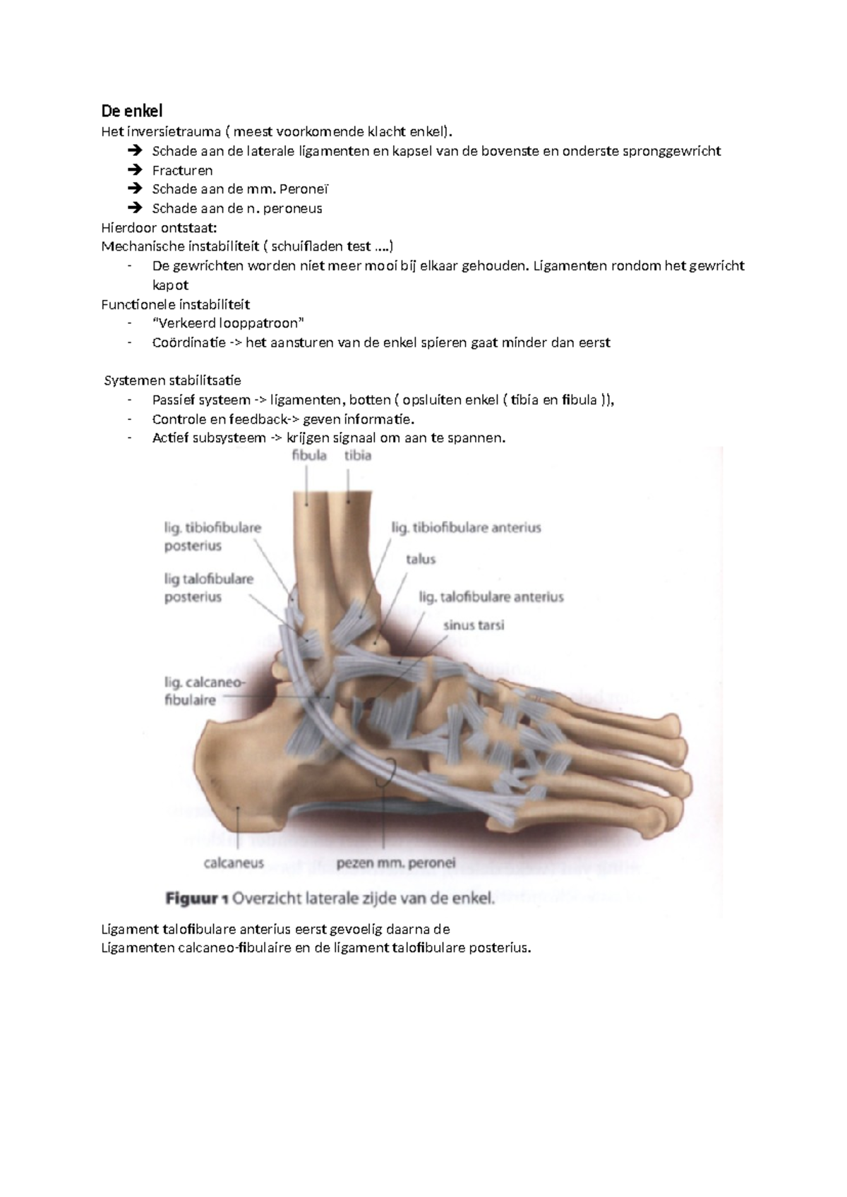 De enkel: Inversietrauma en Gevolgen voor Stabiliteit - Studeersnel