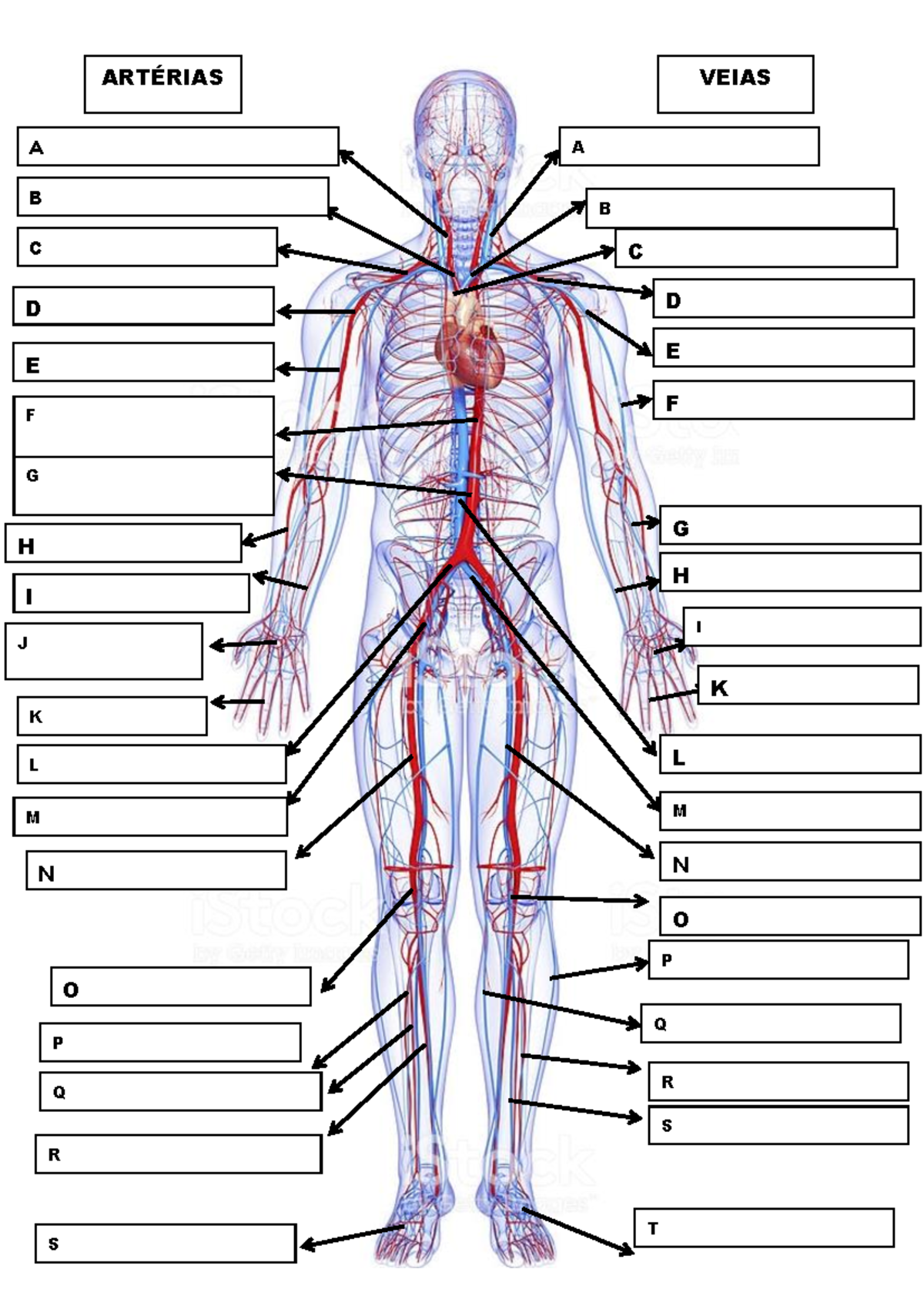 Exercício Artérias e Veias - Anatomia - ARTÉRIAS VEIAS A B C E D F G H ...