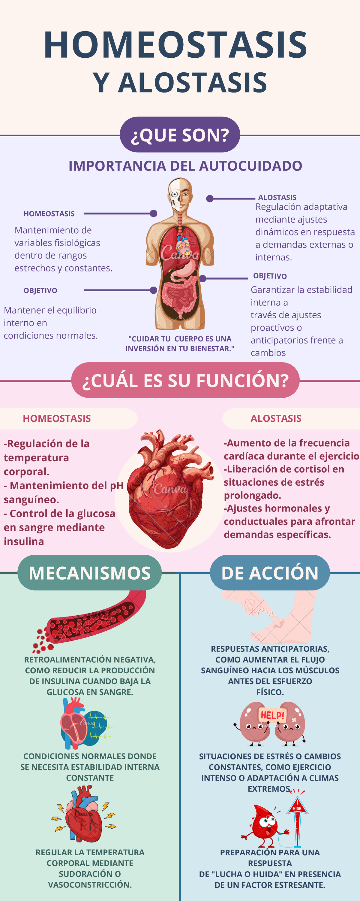 Homeostasis y Alostasis - HOMEOSTASIS ALOSTASIS OBJETIVO OBJETIVO ¿QUE ...