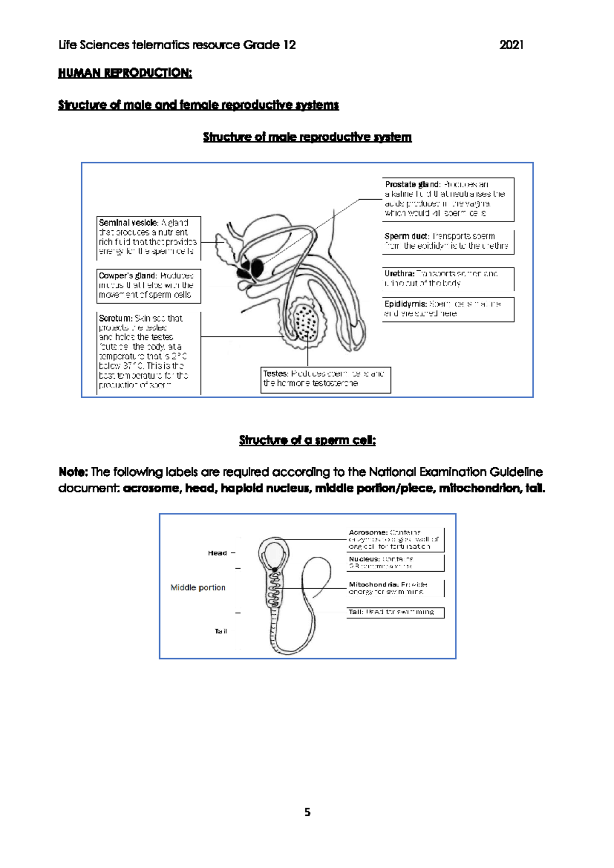 Human Reproduction Summaries - Life Sciences telematics resource Grade ...