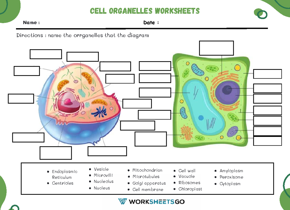 CELL ORGANELLES WORKSHEETS - Identification and Functions - Studocu