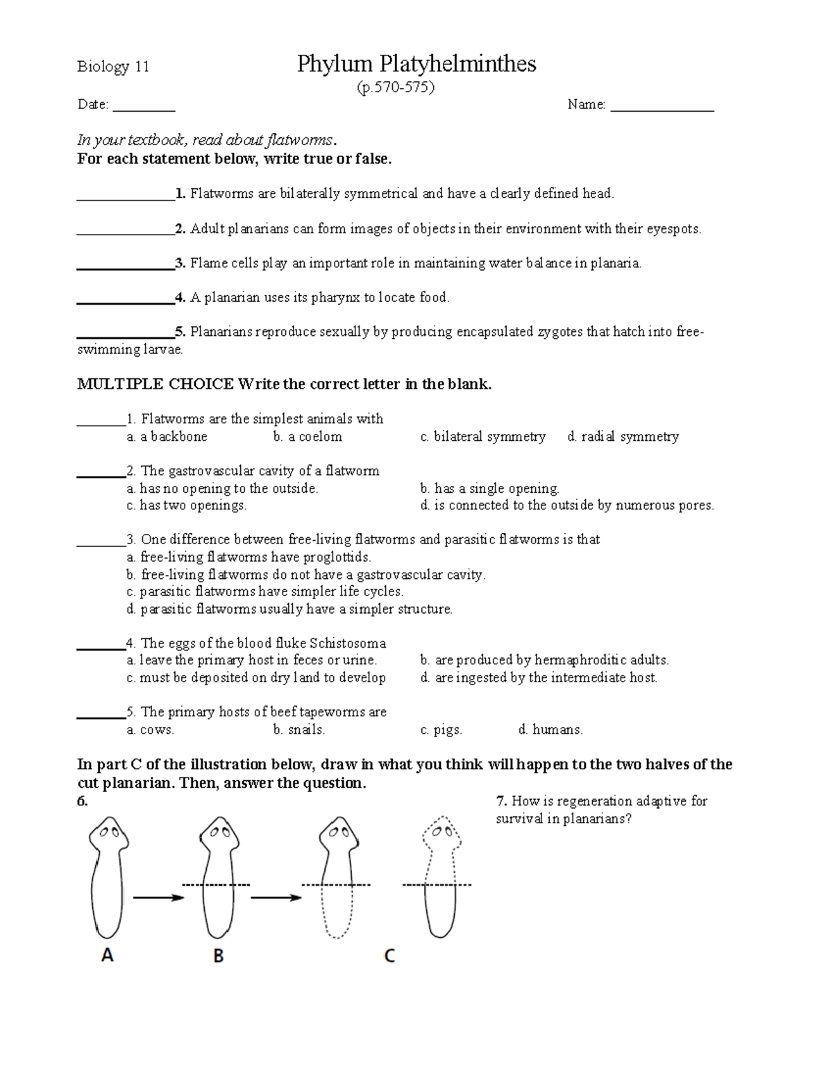 Biology 11 Flatworms Worksheet: Phylum Platyhelminthes Study Guide ...