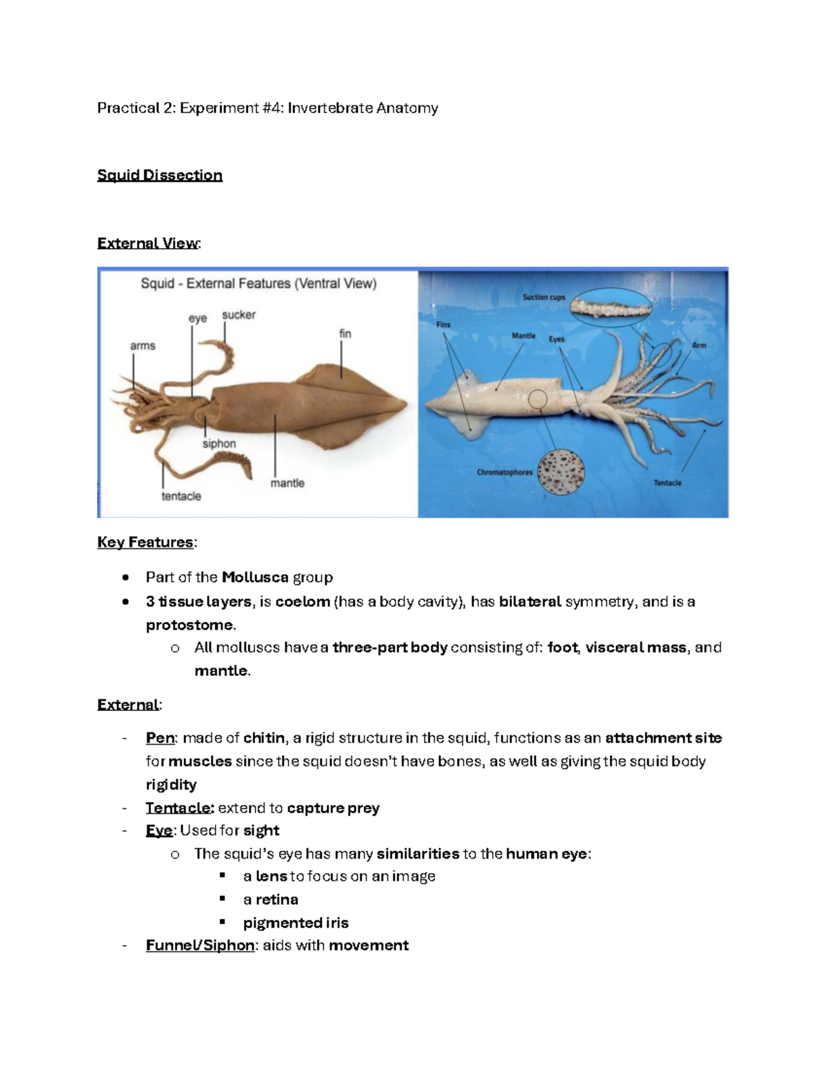 Bio Practical 2: Invertebrate Anatomy - Squid, Earthworm & Crayfish ...