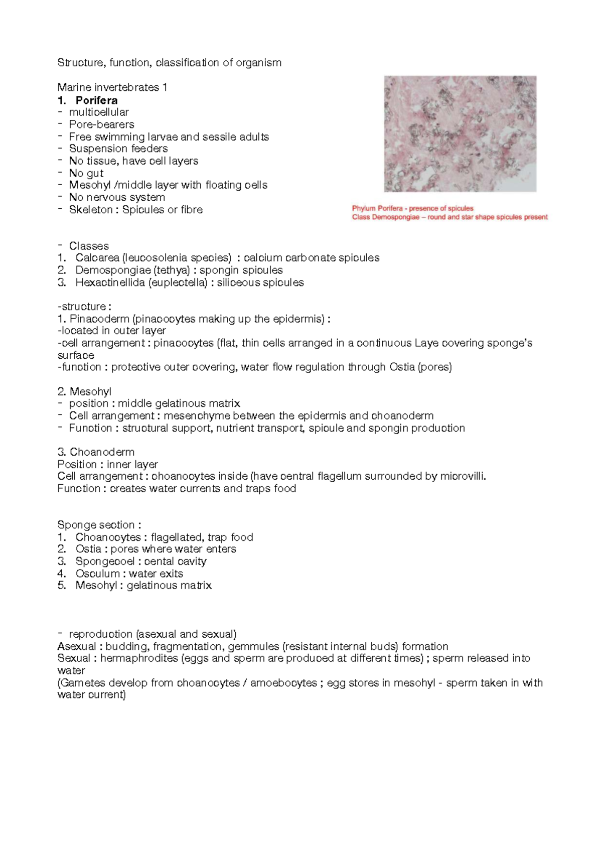 Marine Invertebrates Overview: Structure, Function, and Classification ...