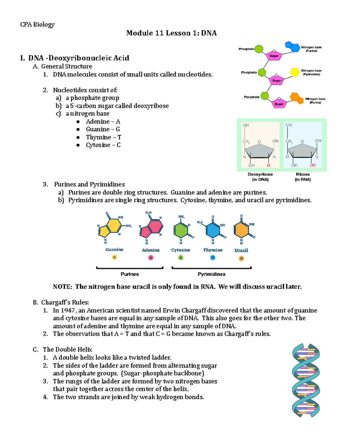 Module 11 Lesson 1 Word Doc-1 - CPA Biology Module 11 Lesson 1: DNA I ...