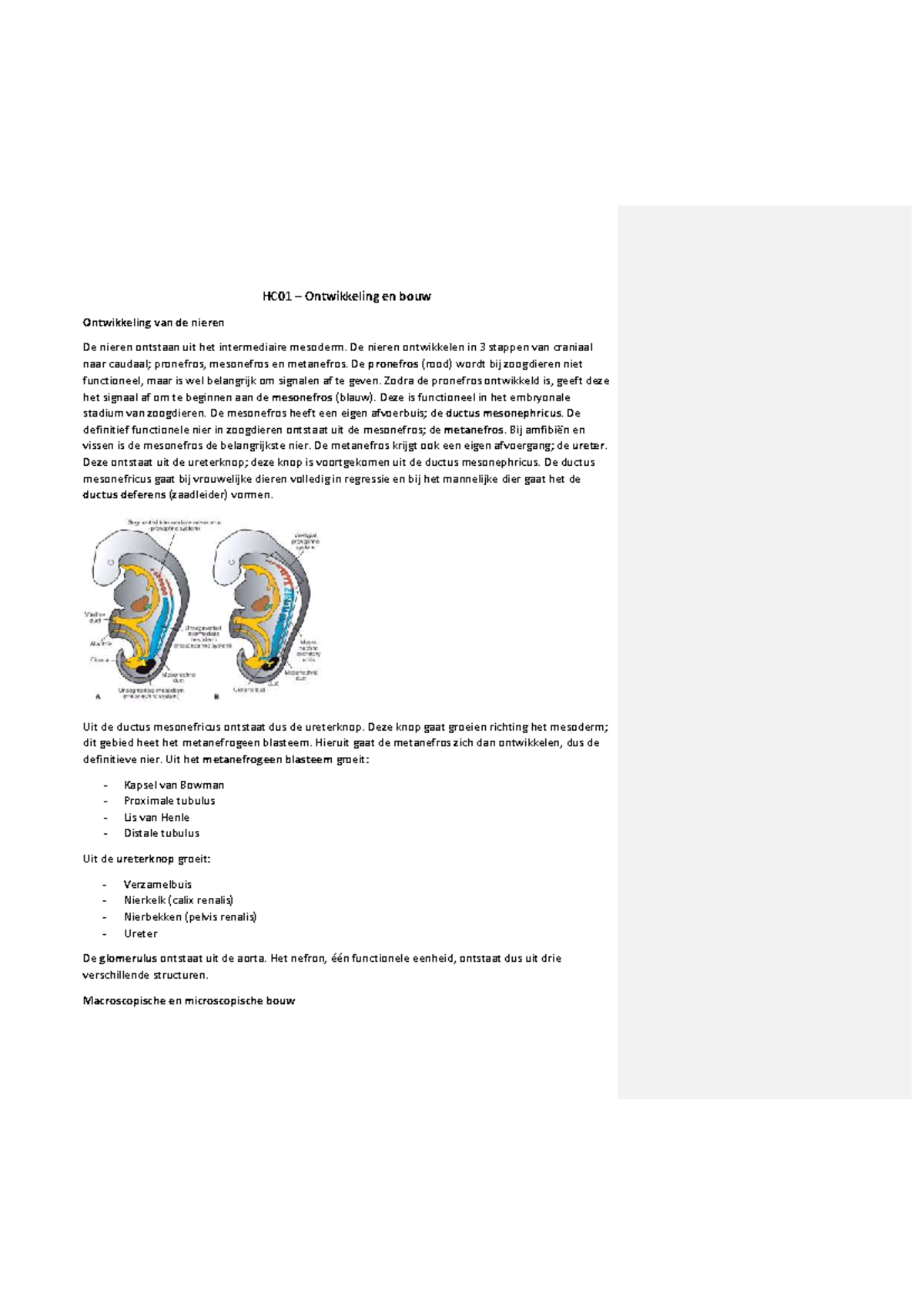 HC01 Hoorcollege: Ontwikkeling en Functie van de Nieren en Urinewegen ...
