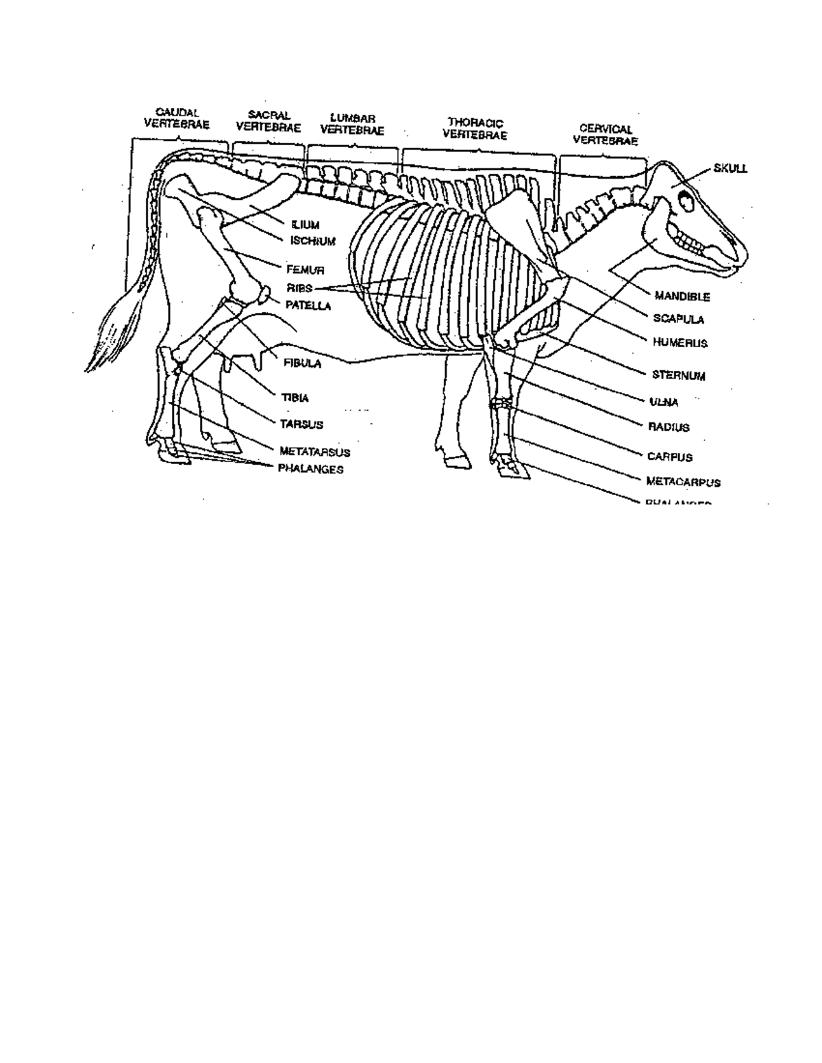 Anatomy Midterm Study Guide: Key Concepts and Topics - Studocu