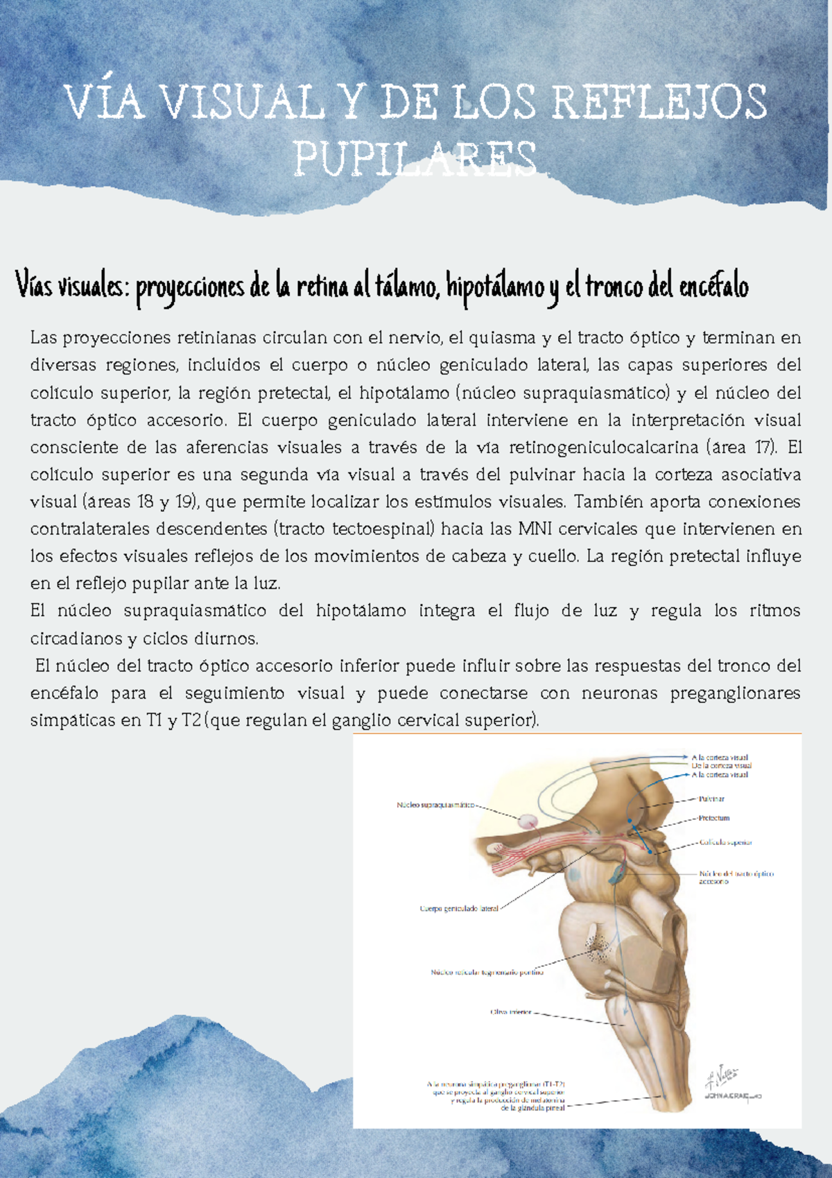 Vías Visuales y Reflejos Pupilares: Anatomía y Función del Sistema ...