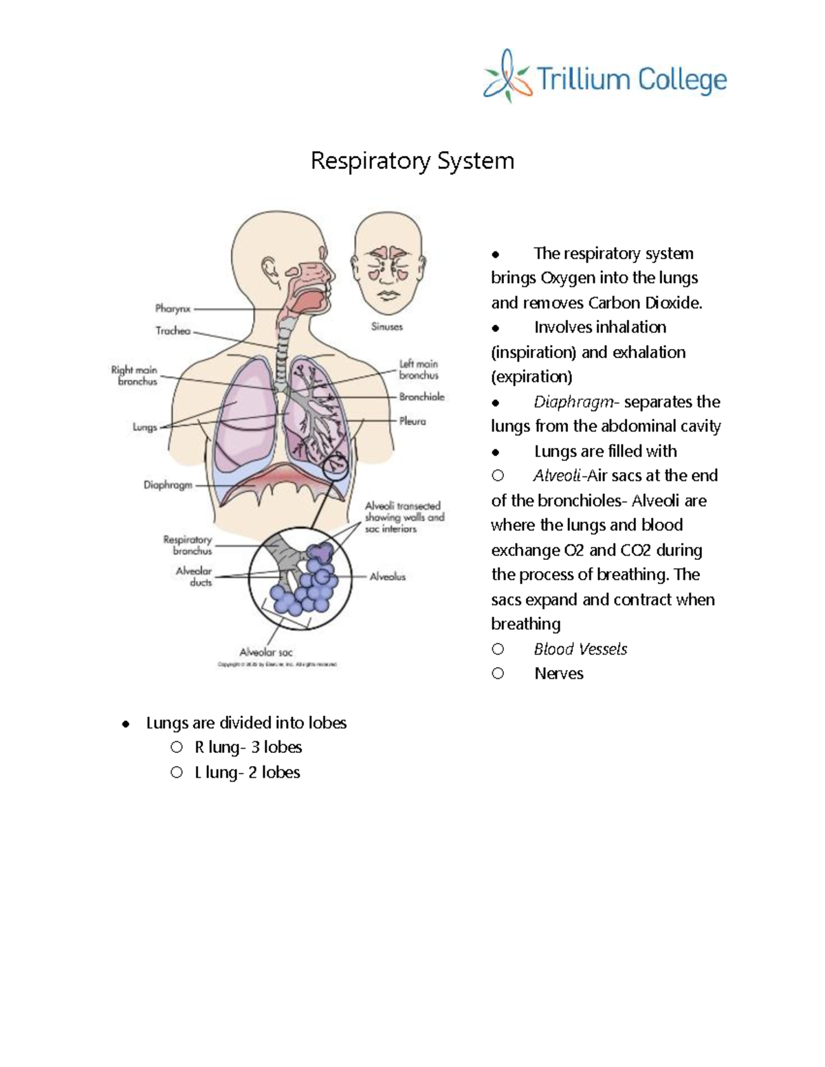 Respiratory System Overview: Structure & Function - Studocu