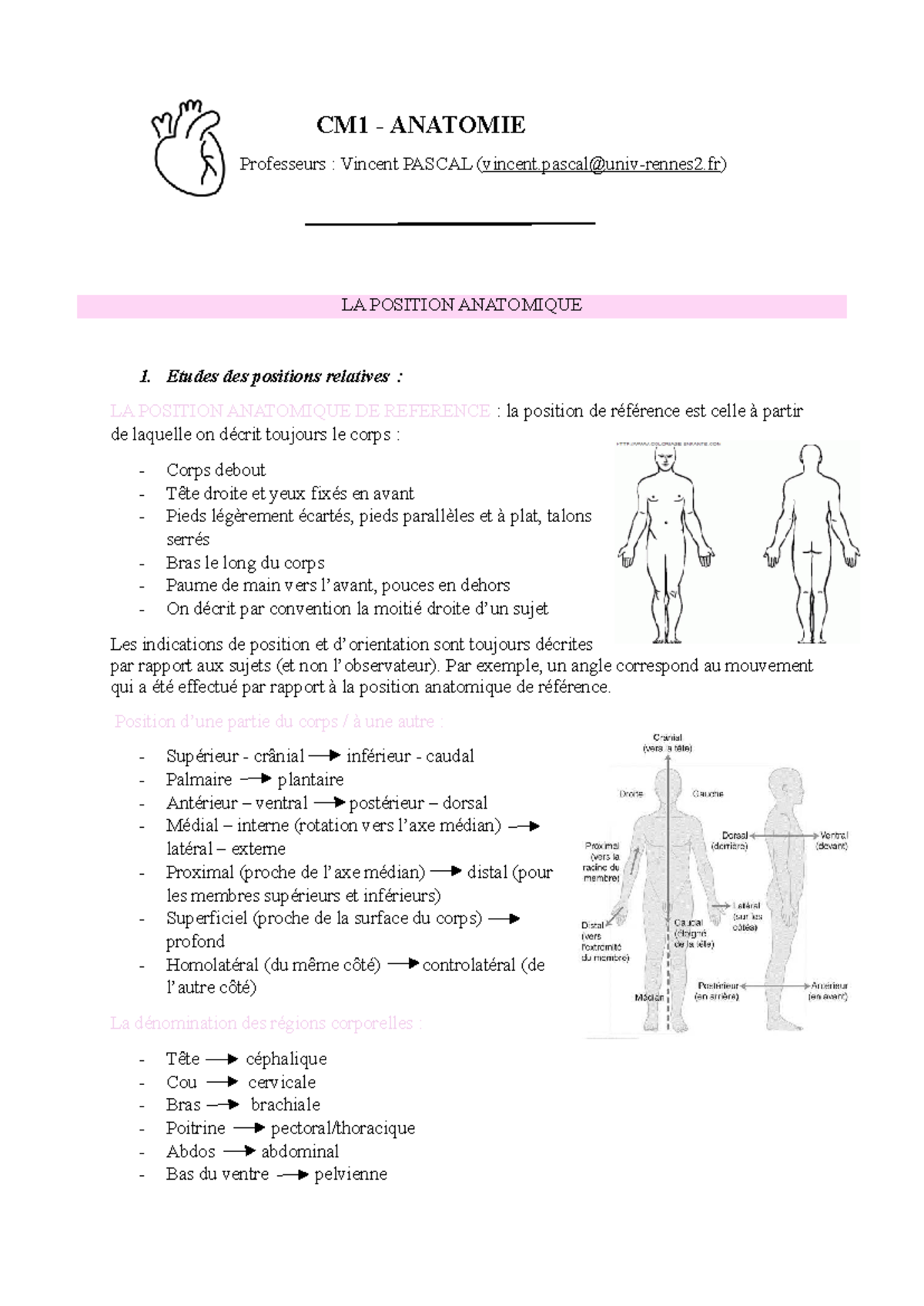 CM1 ANATOMIE : La Position Anatomique et Ses Références - Studocu