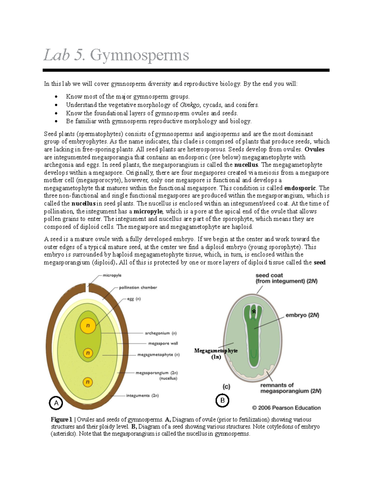 Gymnosperm Lab 5: Exploring Diversity & Reproductive Biology - Studocu