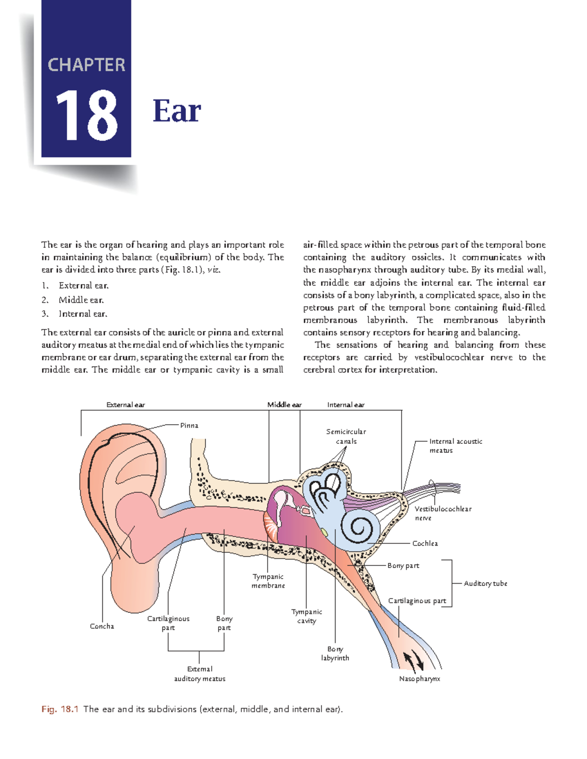 Anatomy CH18: Overview of Middle & Internal Ear Structures - Studocu