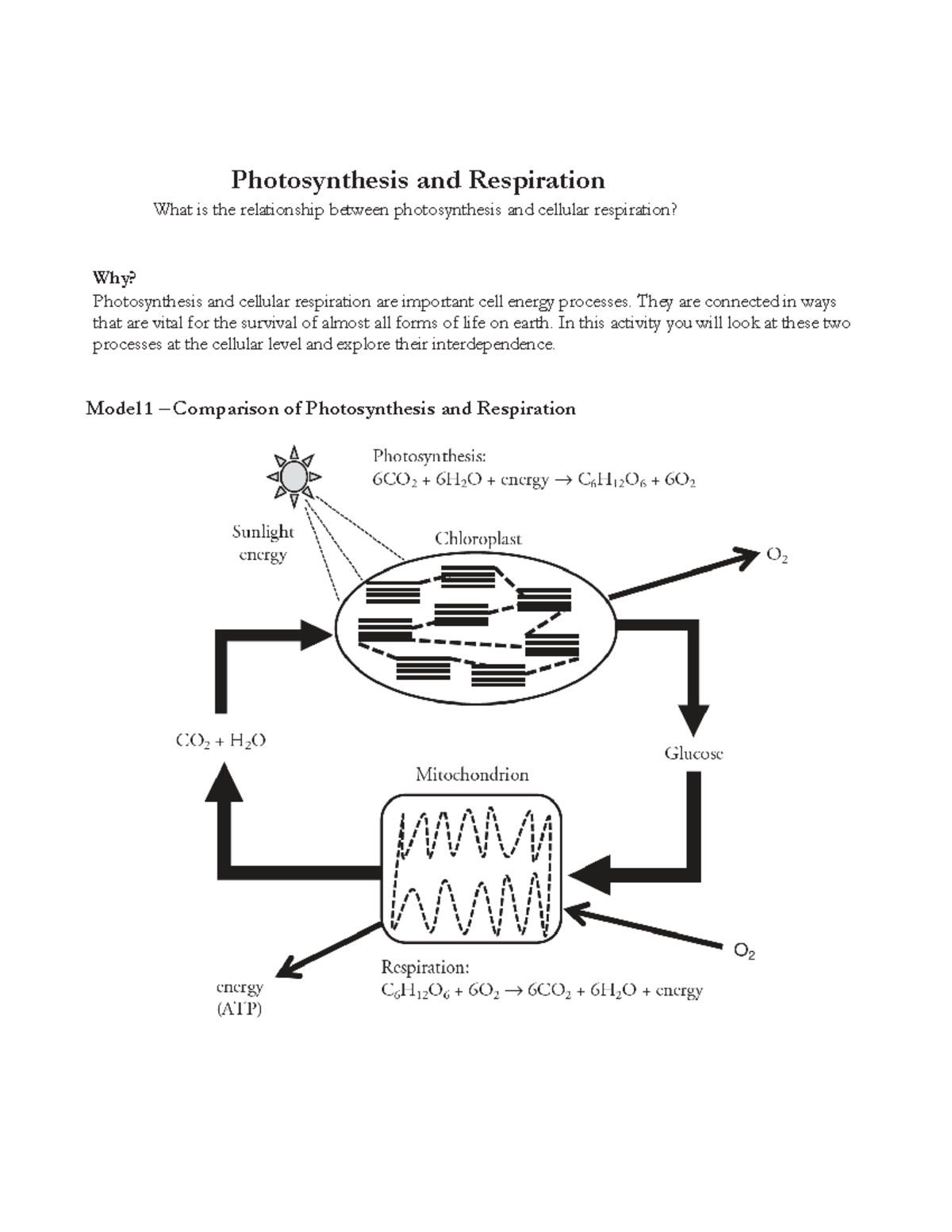 Photosynthesis and Respiration: A POGIL Activity Explanation - Studocu