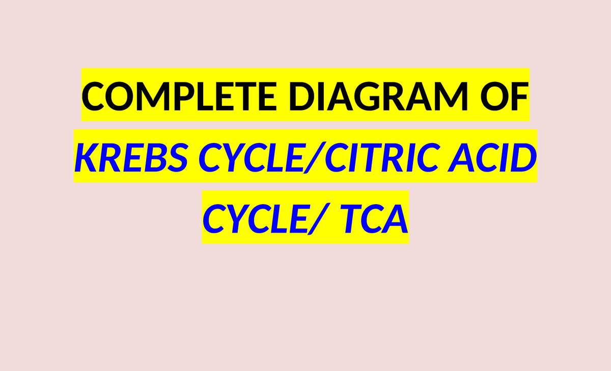 Krebs Cycle Overview: Complete TCA Diagram and Steps - Studocu
