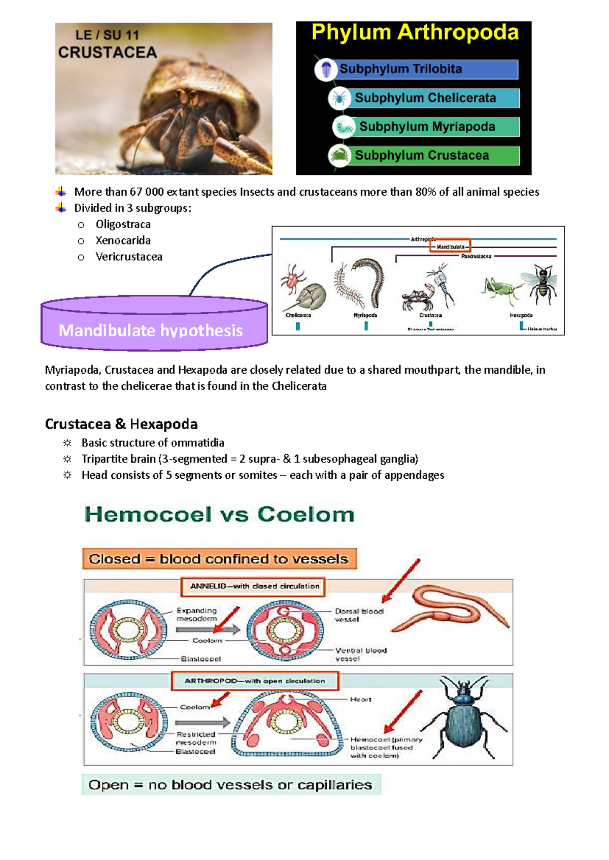 Zoology SU 11.2 Notes: Crustacean and Insect Anatomy Overview - Studocu