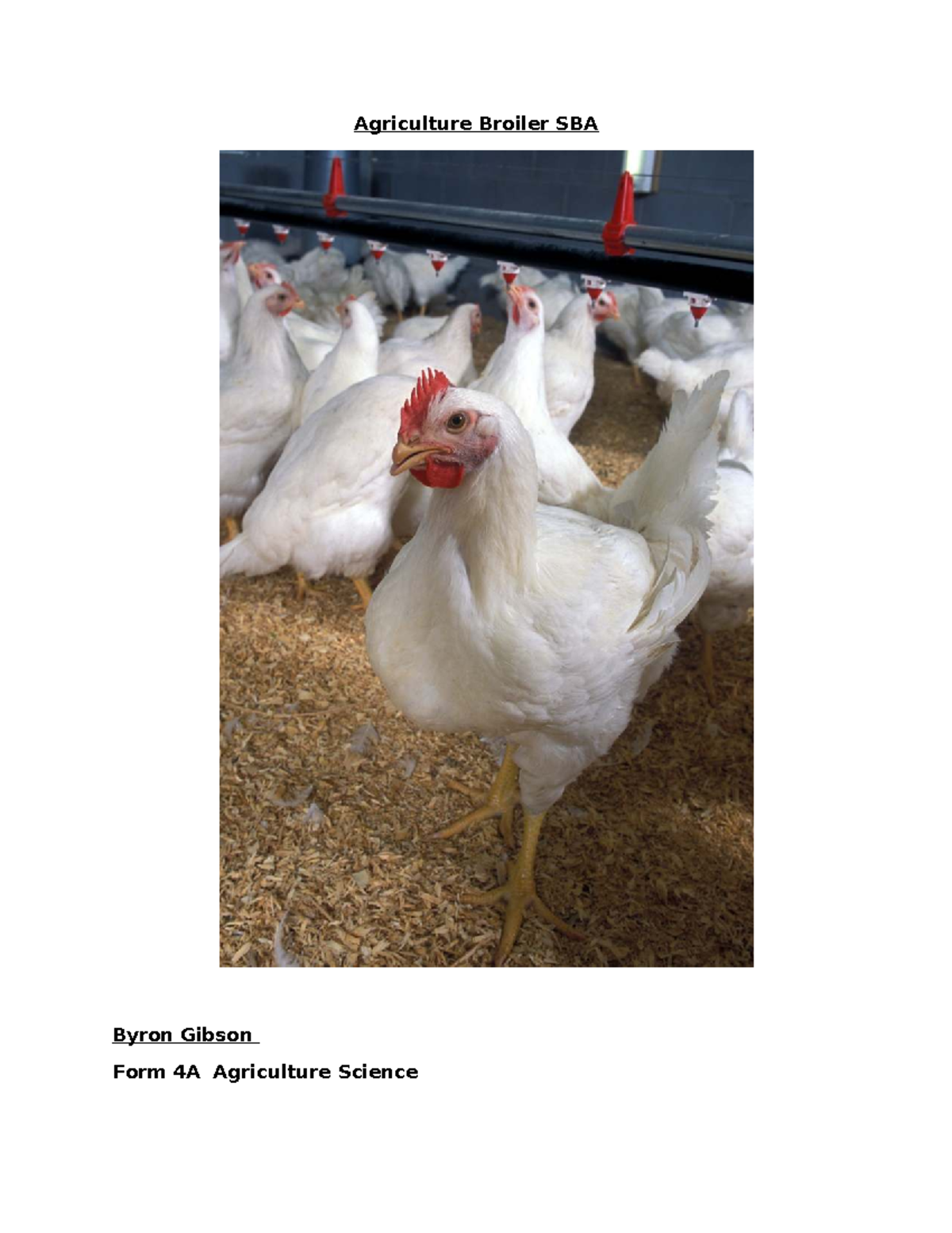 Agriculture Science SBA: Broiler Growth on Sawdust vs Gravel at BCK ...