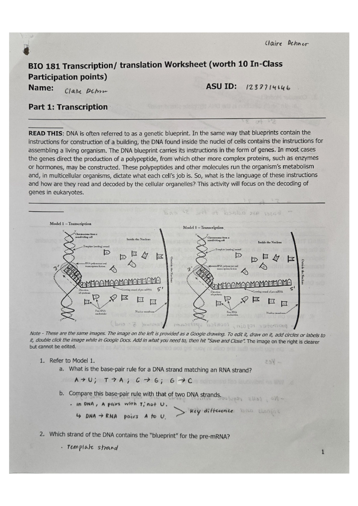 BIO 181 Transcription & Translation Worksheet Analysis - Studocu
