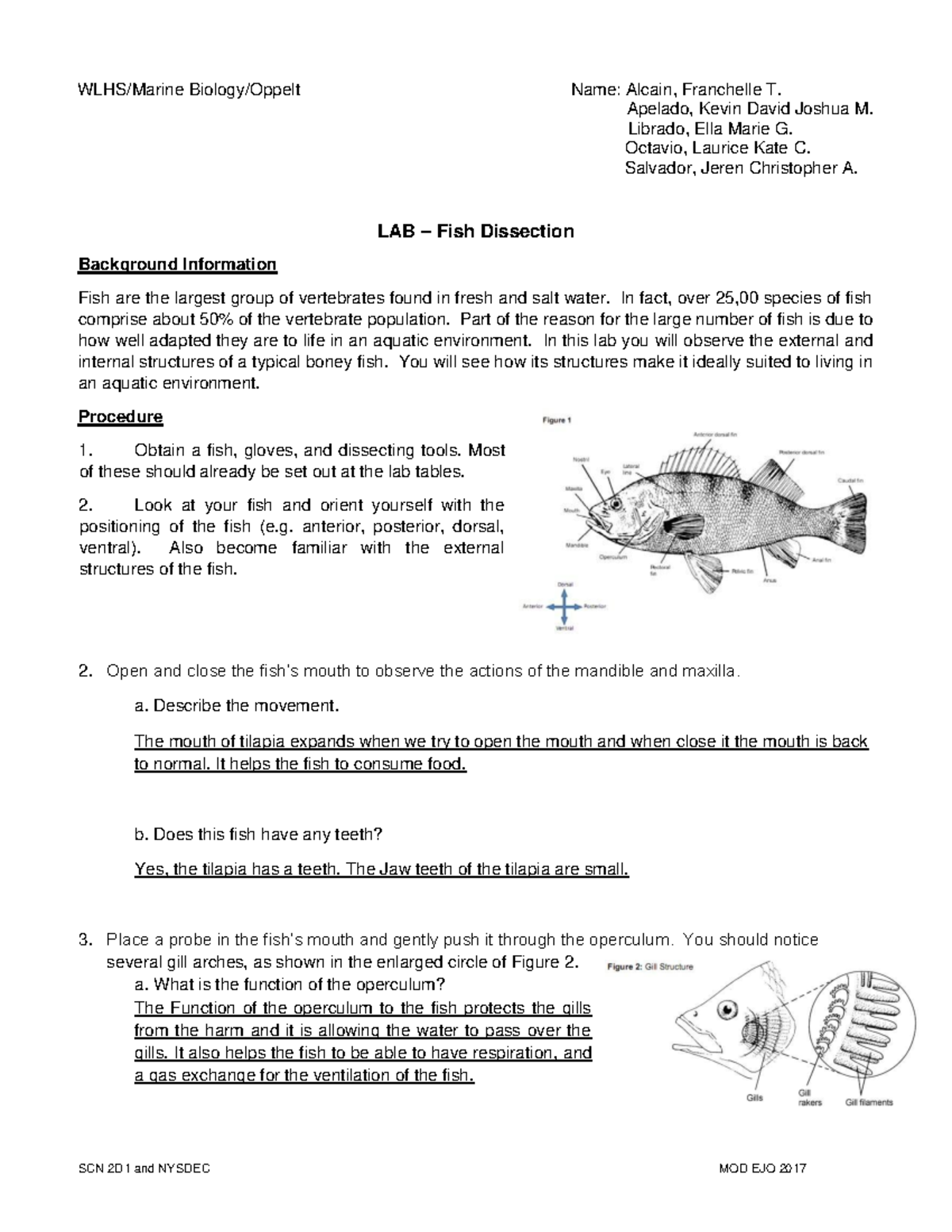 WLHS Marine Biology Lab: Fish Dissection Procedure and Observations ...