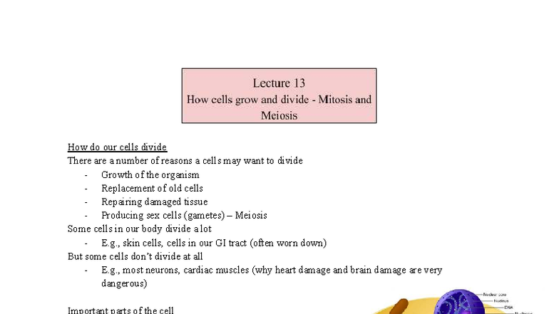 Biology 101: Cell Division and Genetics Overview - Studocu