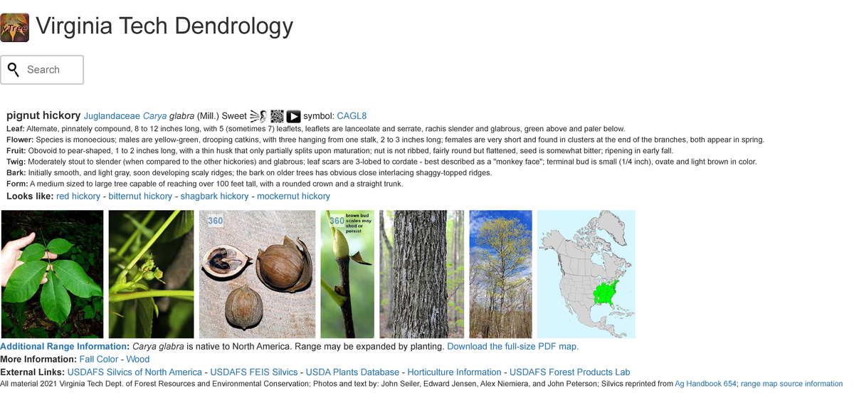 Virginia Tech Dendrology - Pignut Hickory (Carya glabra) Specimen Notes ...