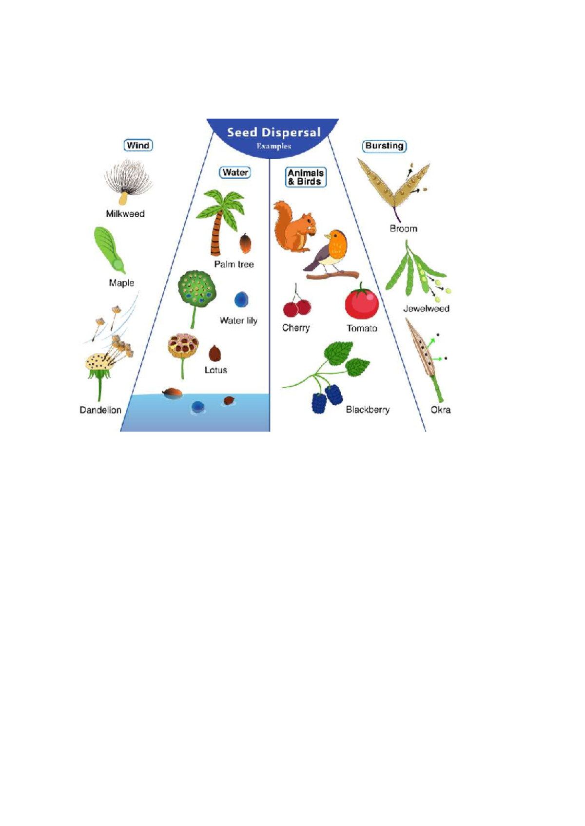 Seed Dispersal Notes: Examples of Wind and Animal Methods - Studocu