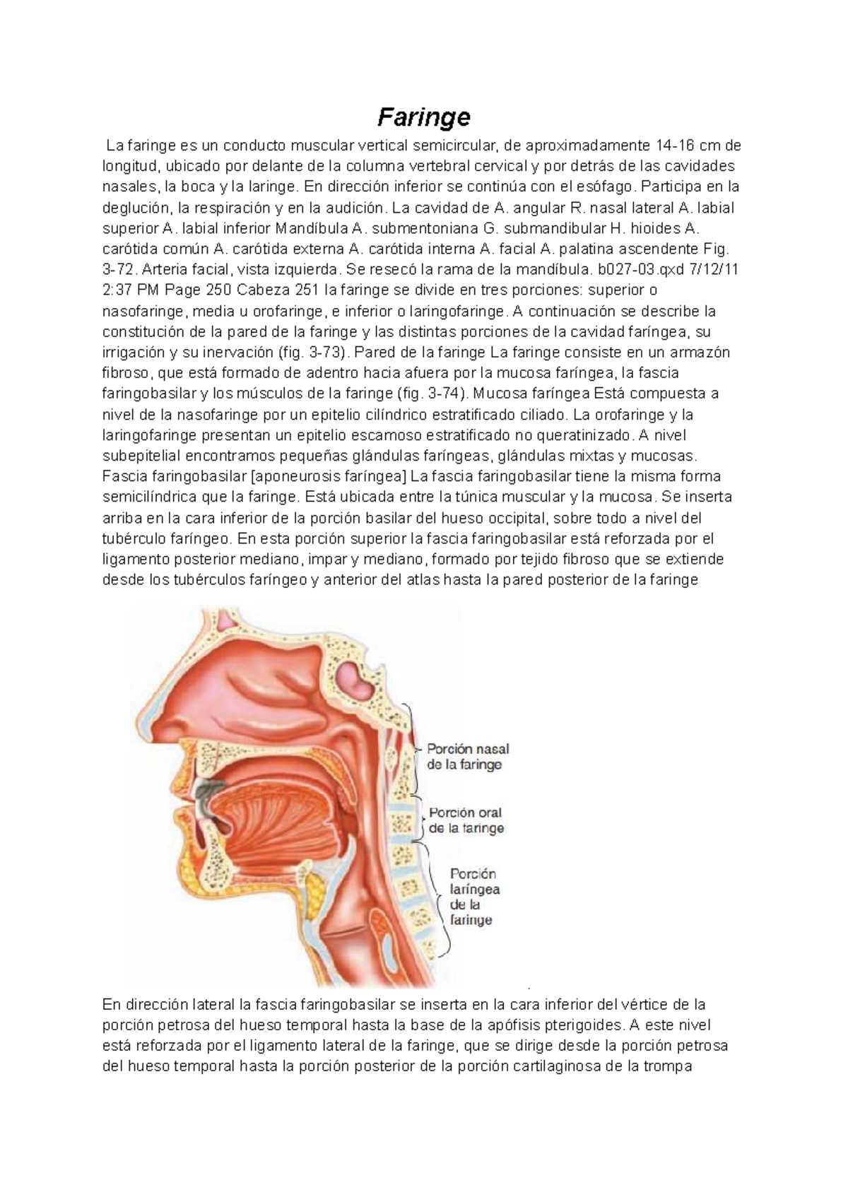 Faringe: Anatomía, Funciones y Patologías - Apunte Estudiantil - Studocu