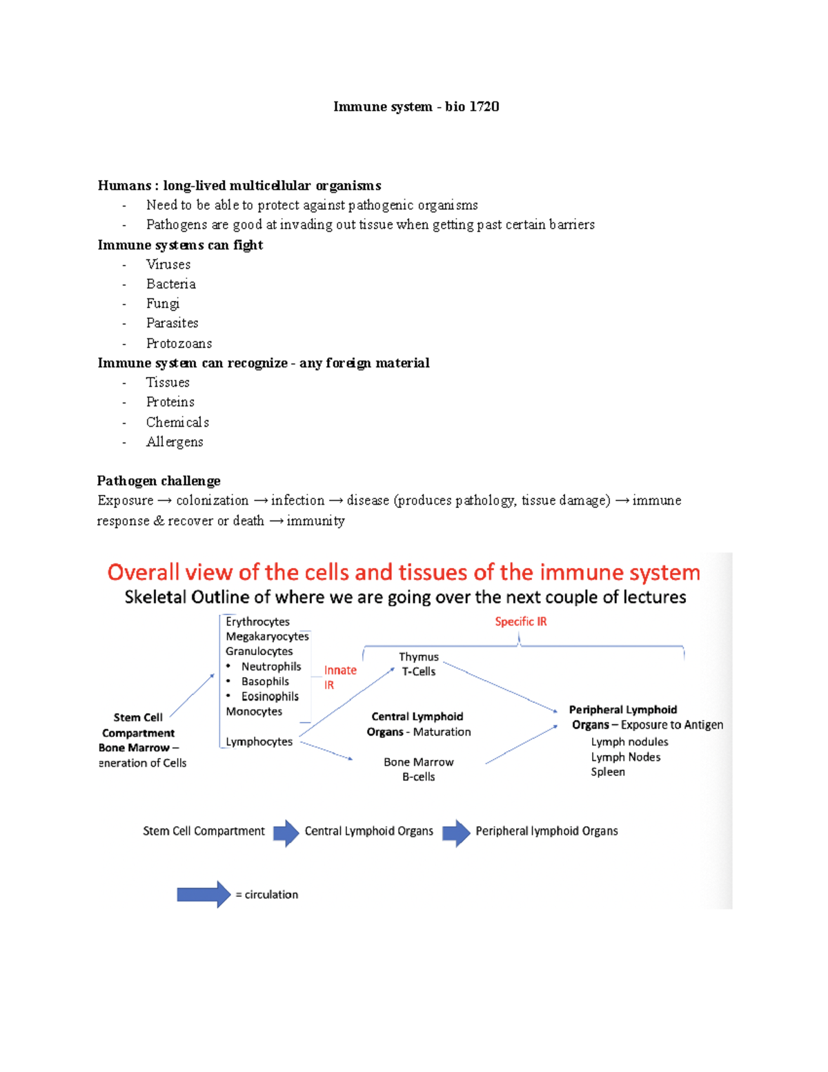 Immune System Overview - Exam 2 Review for BIO 1720 - Studocu