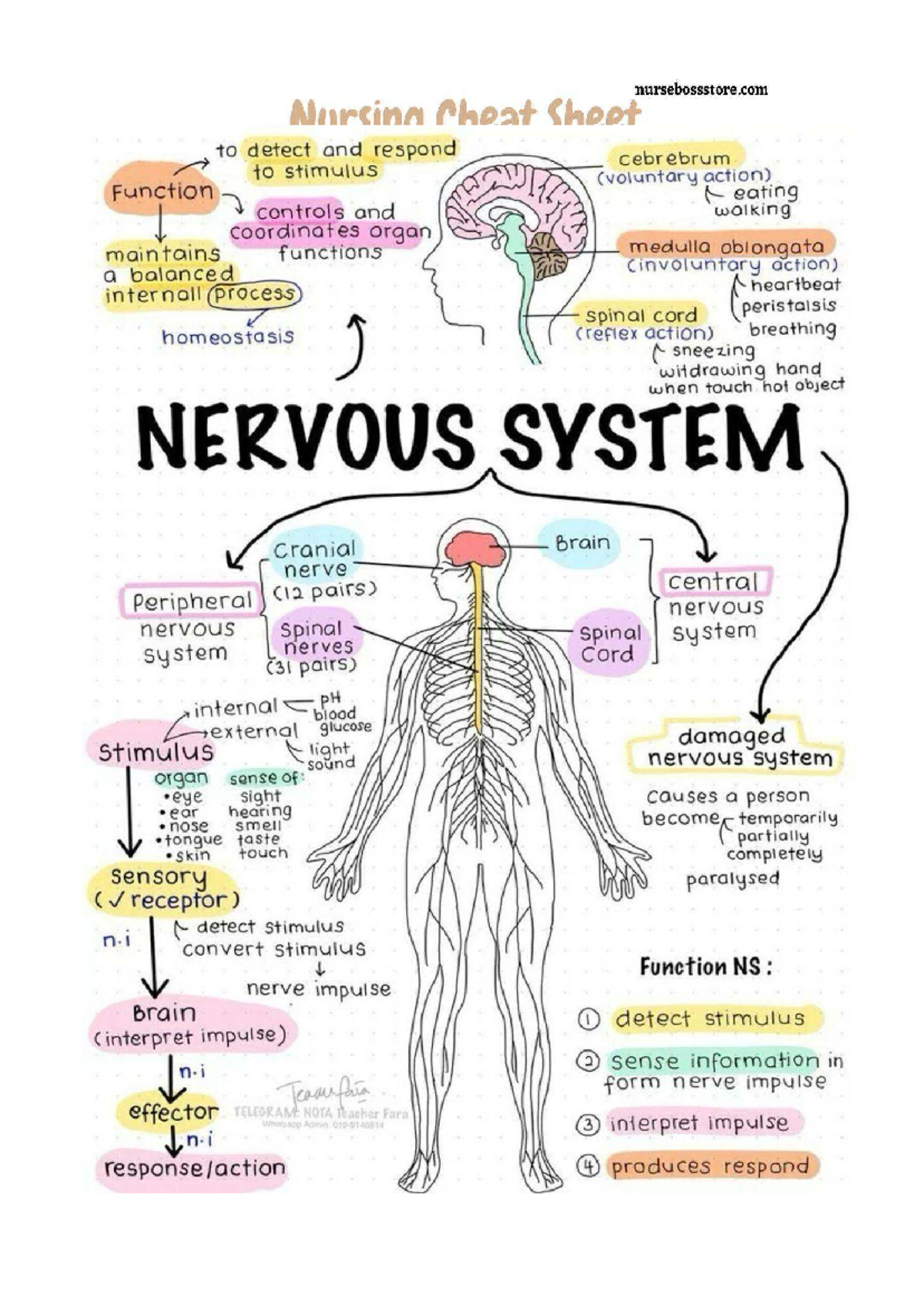 Nursing Cheat Sheet: Anatomy of the Nervous & Endocrine Systems - Studocu