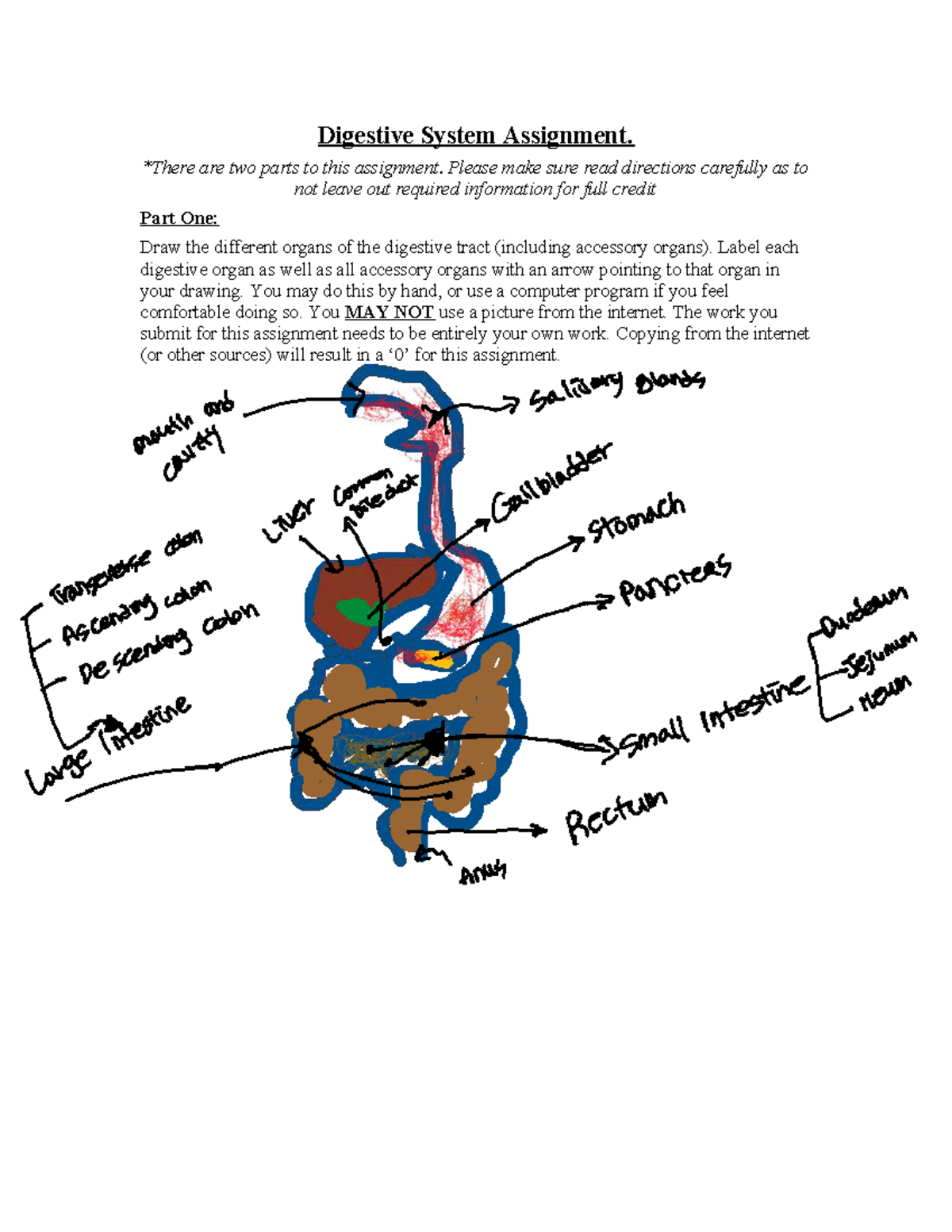 Digestive System Assignment 0420: Organs & Functions Explained - Studocu