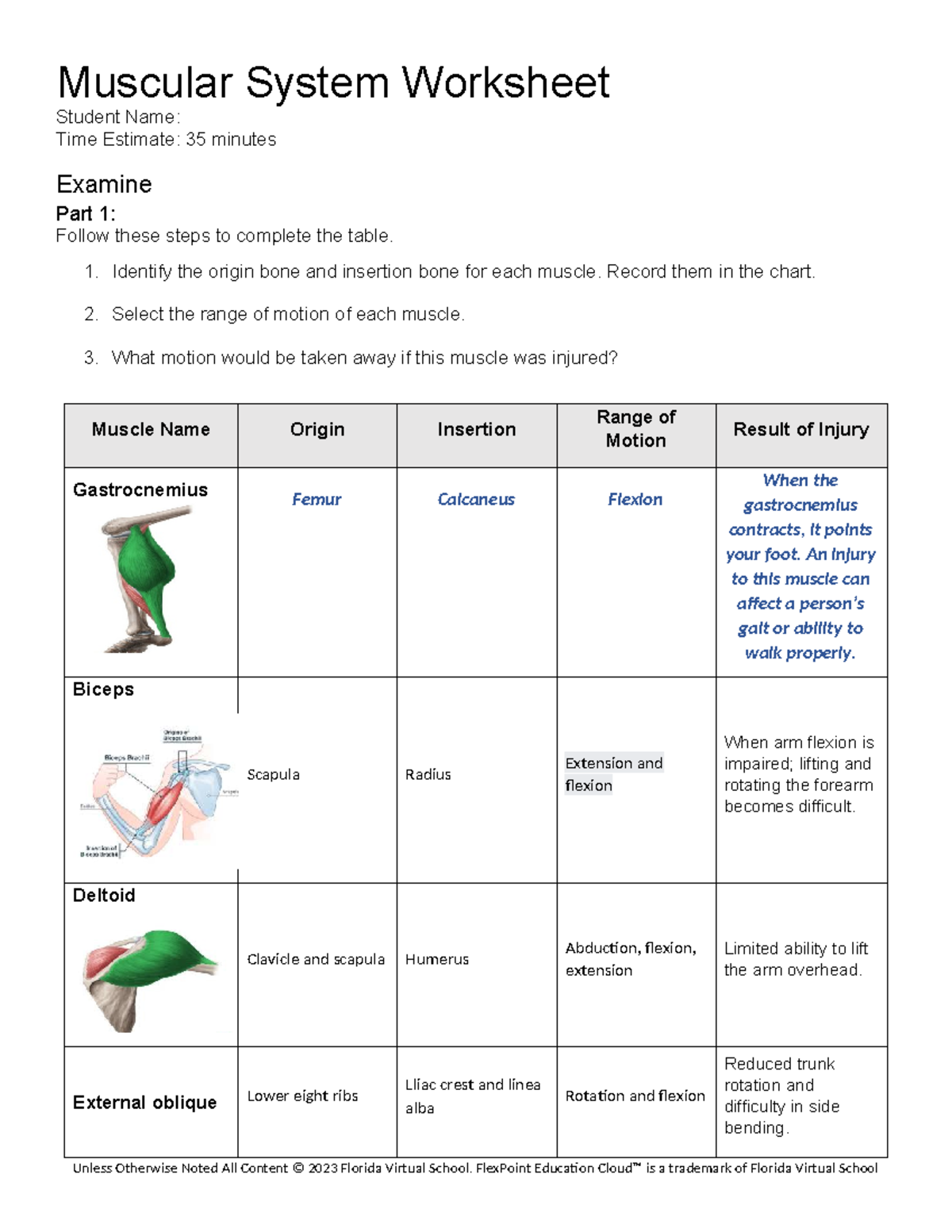 Muscular System Worksheet (BIO101) - Anatomy & Function Analysis - Studocu