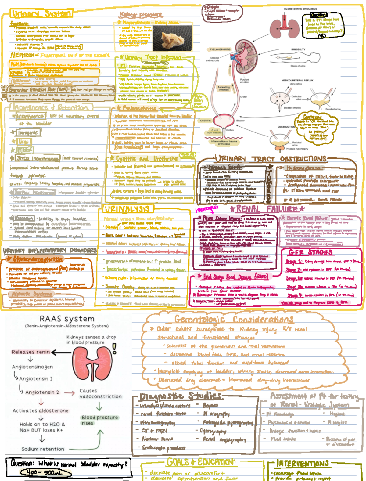 Renal and Urinary - Study guide - iii iiitiiiii.i iiiii iiiiiiii iEii ...