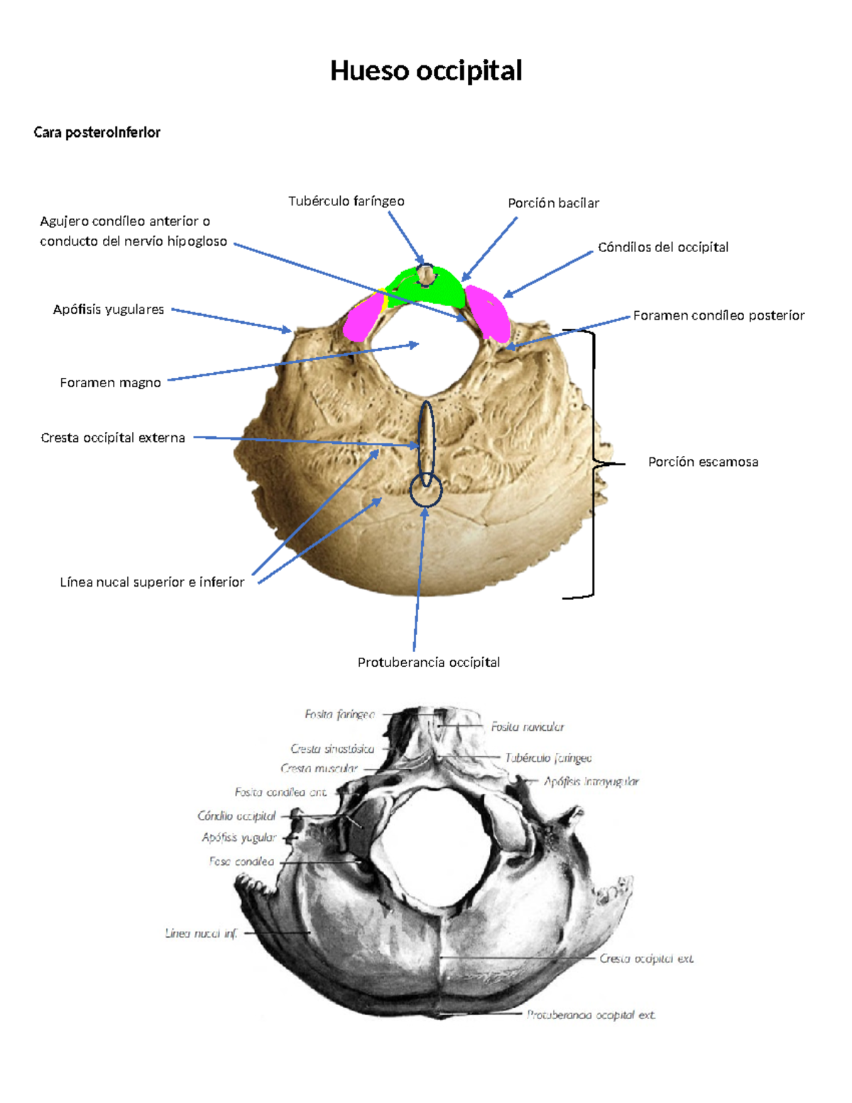 Anatomía del Hueso Occipital: Estructura y Funciones - Studocu