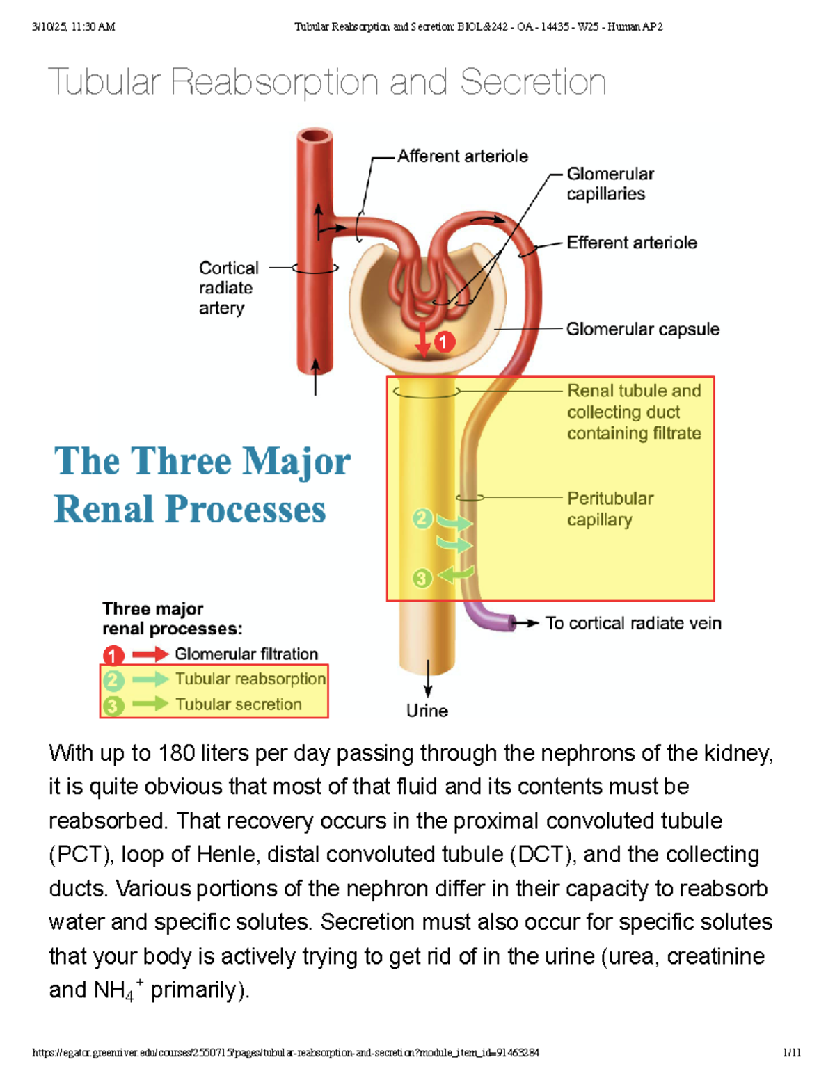 Overview of Tubular Reabsorption & Secretion: BIOL&242 - Human AP 2 ...